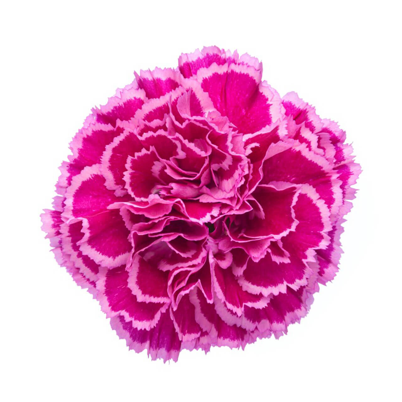 Carnation Nobbio Cherry | Florexpo