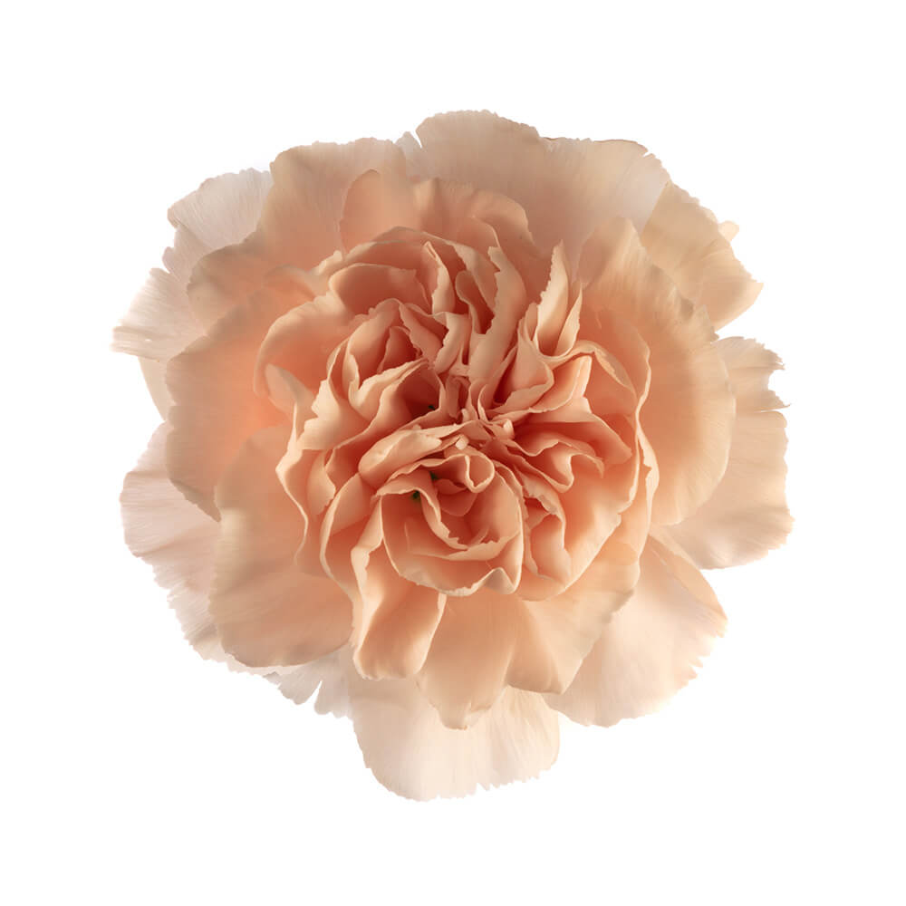 Carnation Novia - Florexpo