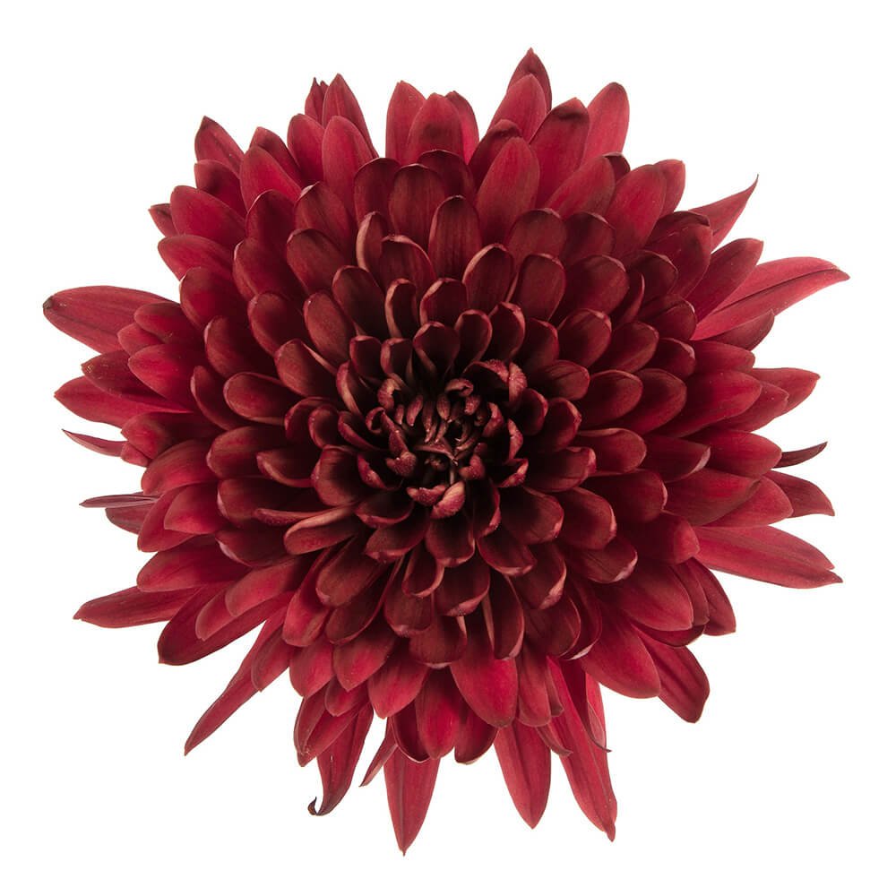 Cremon Red Tornado | Florexpo