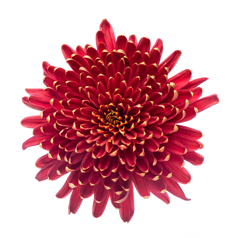 Cremon Rosseta | Florexpo