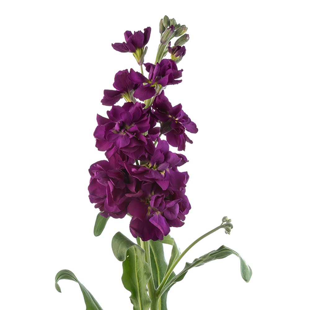 Purple Stock - Florexpo