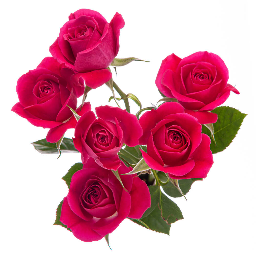 Spray Rose Alicia - Florexpo