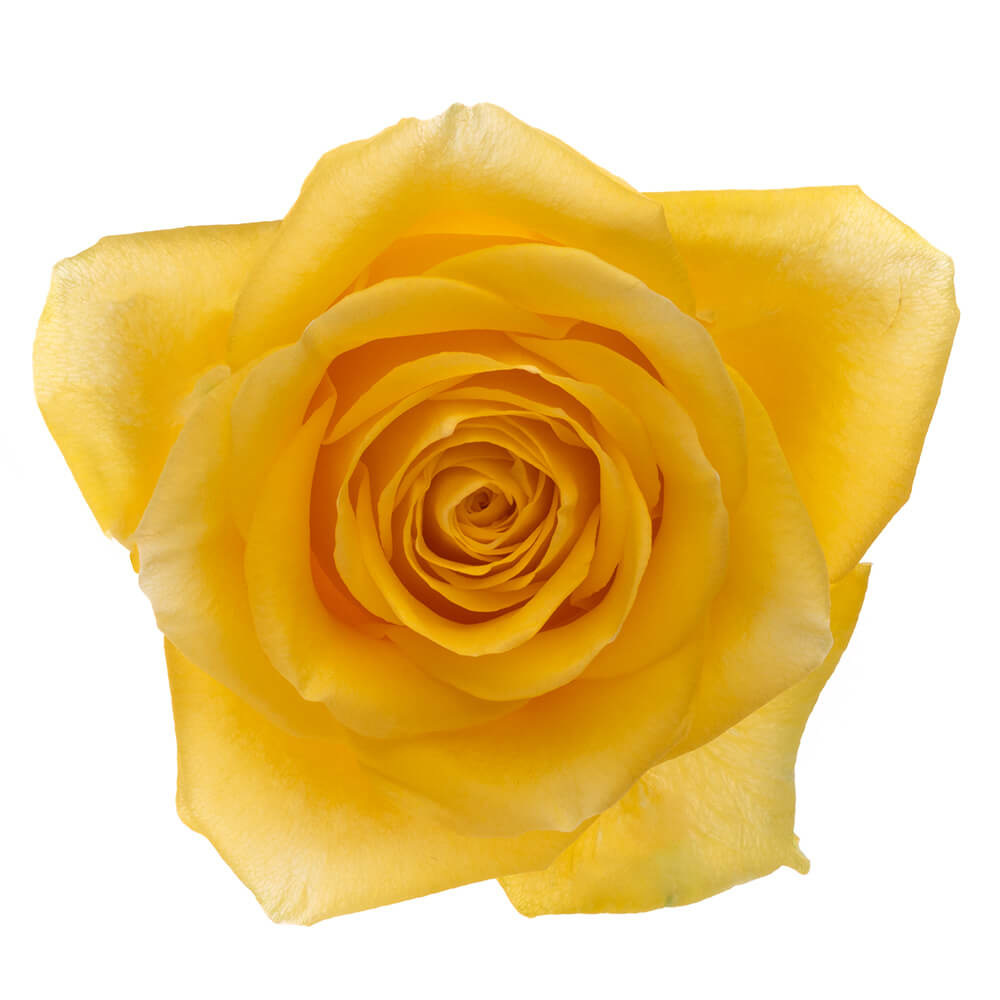 Rose Canary - Florexpo