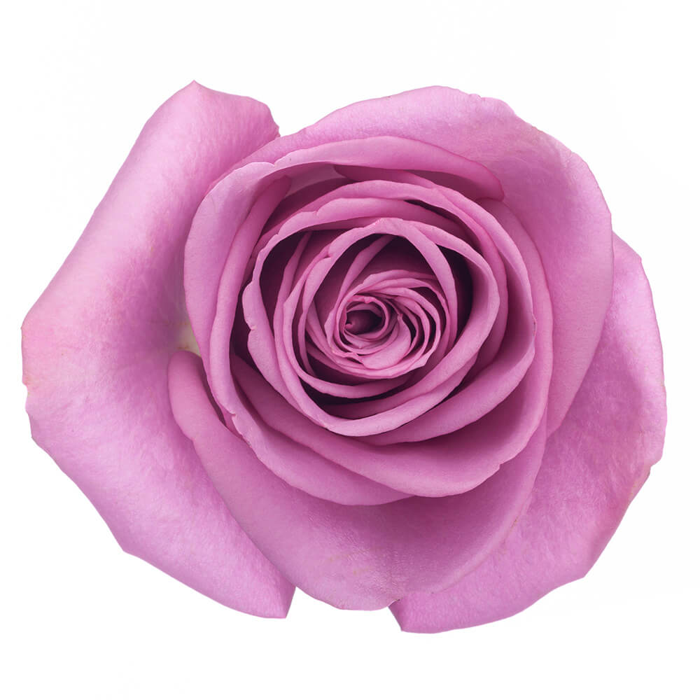 Cool Water Rose