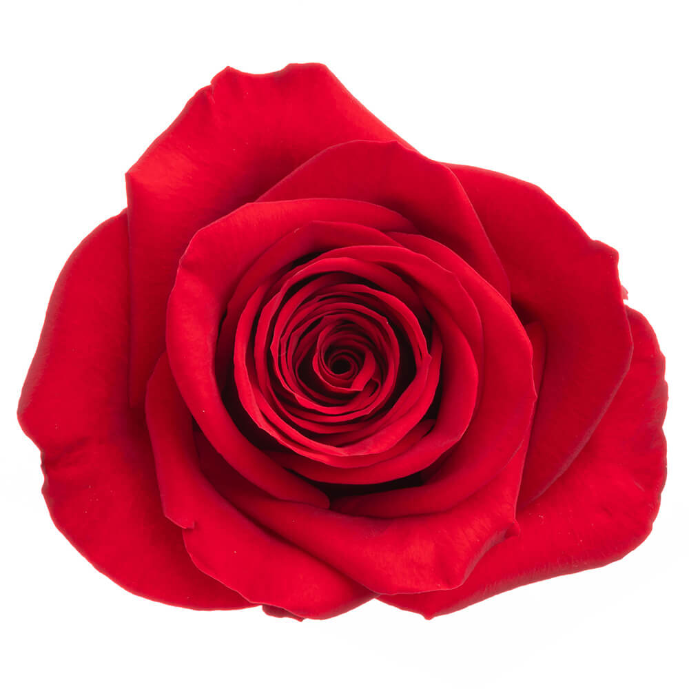 Rose Freedom - Florexpo