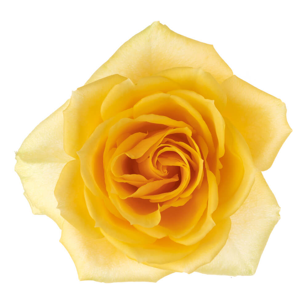 Rose Idole - Florexpo