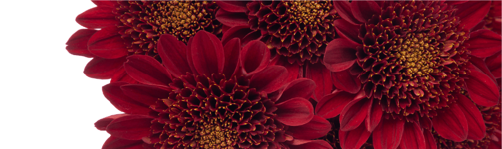 Pompon Novelty – Florexpo Catalog