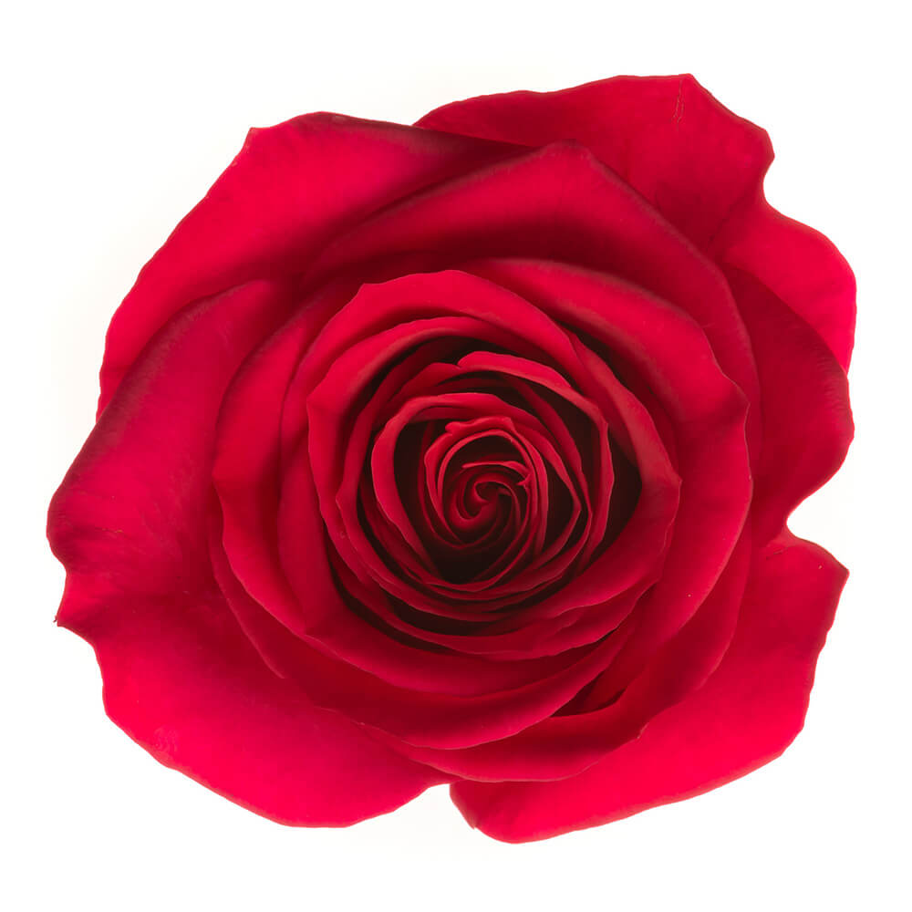 Rose Queenberry | Florexpo