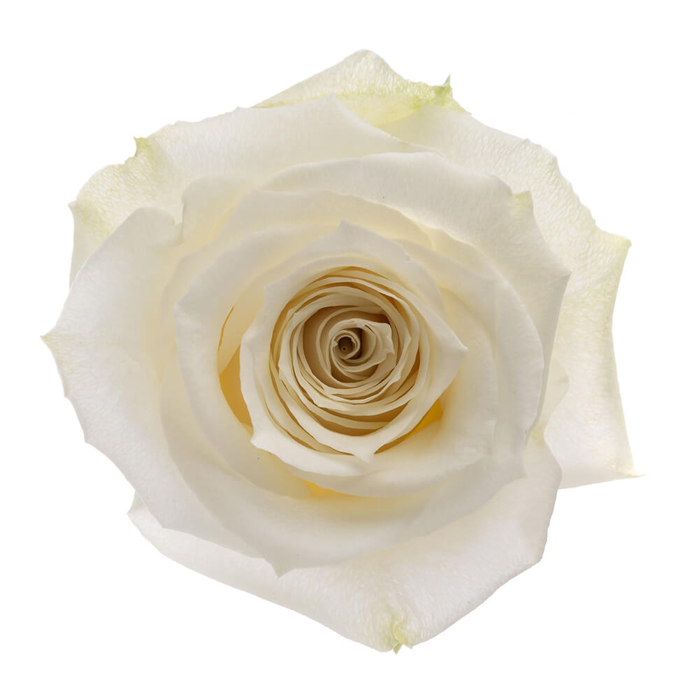 Rose Vainilla - Florexpo