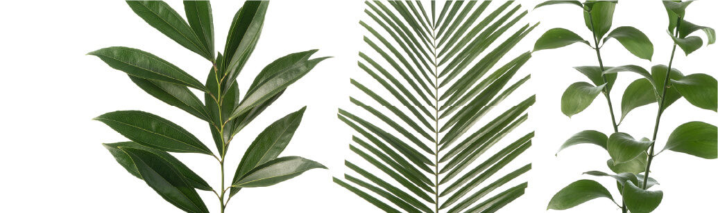 Greens – Florexpo Catalog