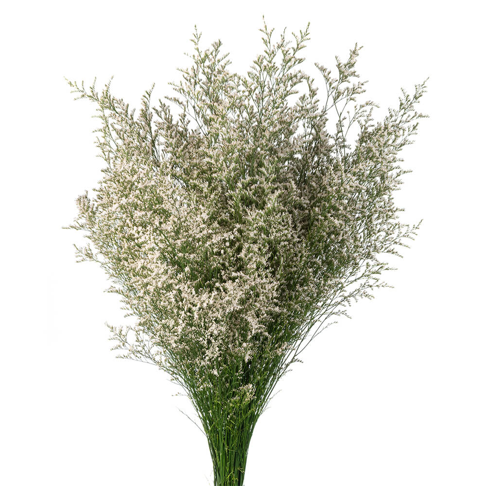 White Limonium - Florexpo
