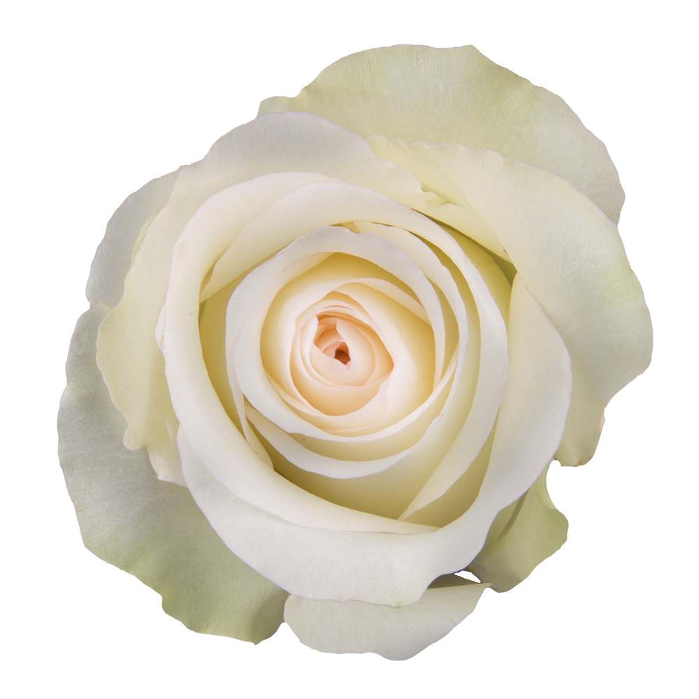 Ecuadorian Rose Alba - Florexpo