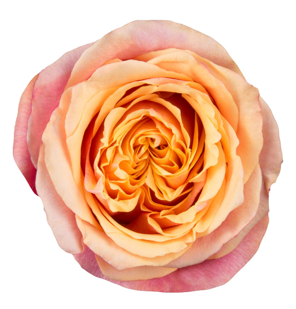 Ecuadorian Rose Cherry Brandy – Florexpo Catalog