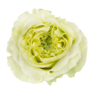 Ecuadorian Rose Super Green – Florexpo Catalog