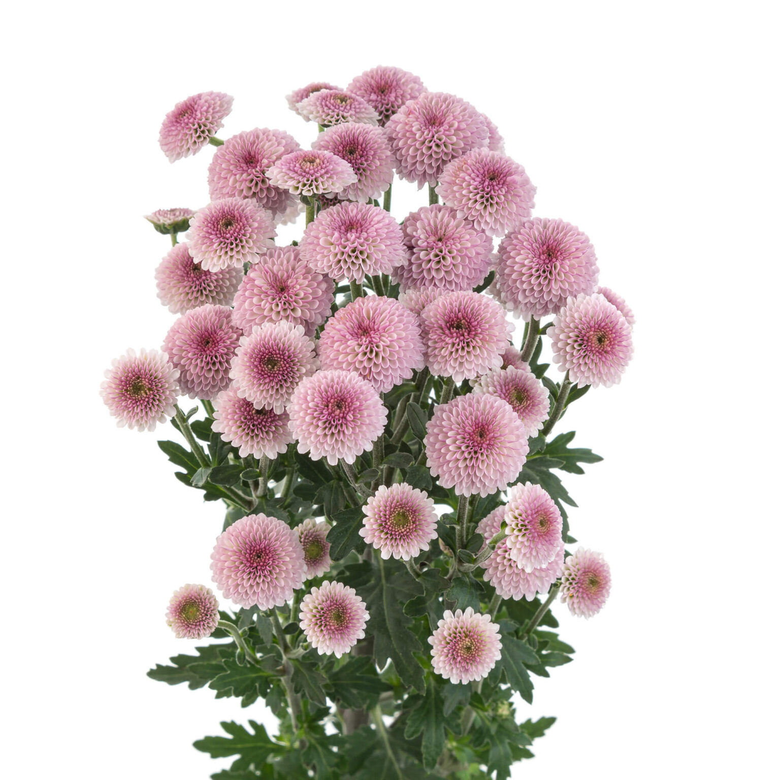 Micro Pompon Dotty Pink – Florexpo Catalog