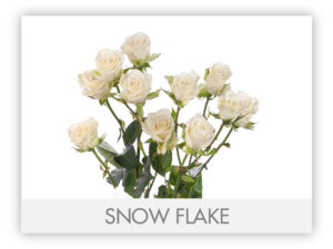 Spray Roses – Florexpo Catalog