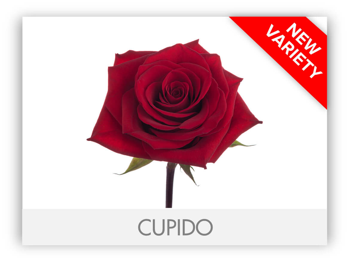 Colombian Roses - Florexpo