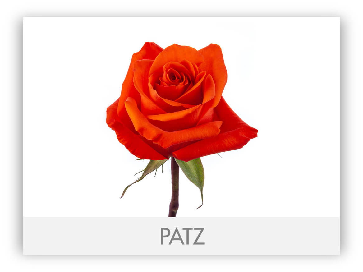 Colombian Roses – Florexpo Catalog