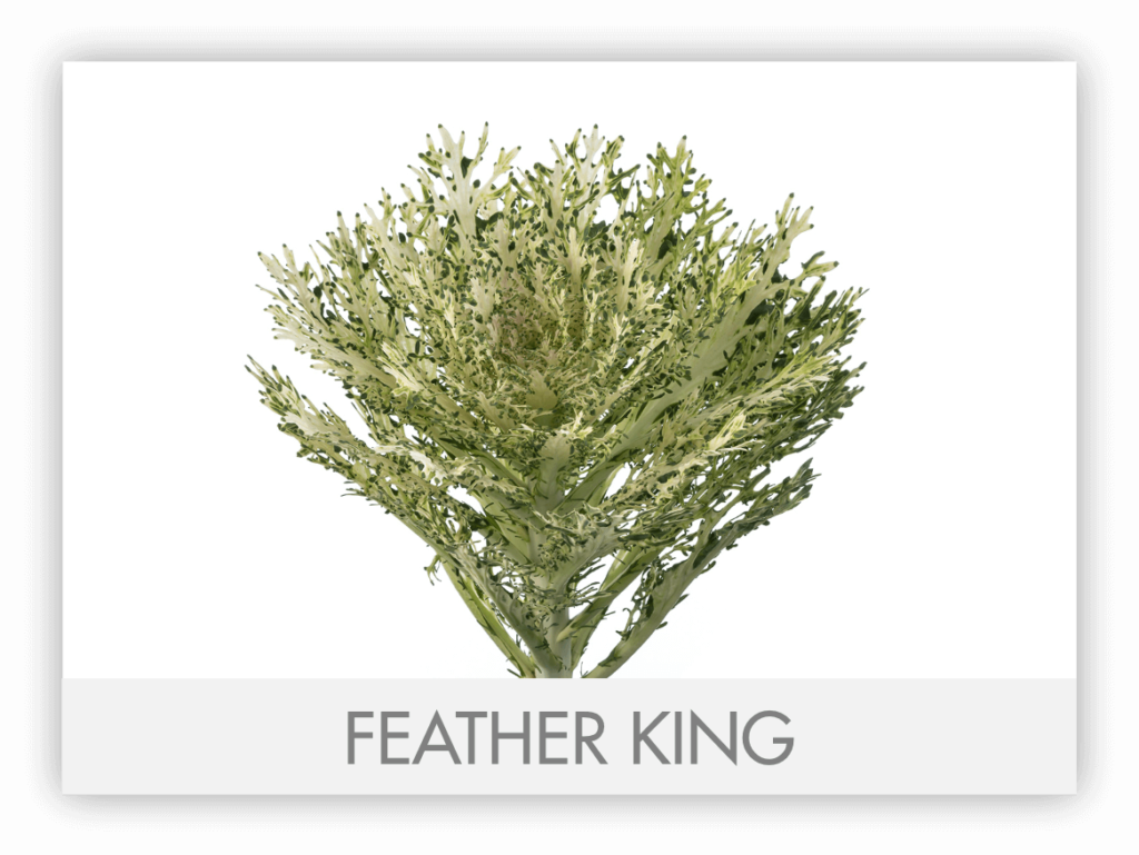 KALE Gallery – Florexpo Catalog