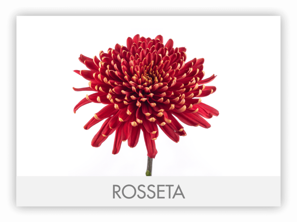 Cremons – Florexpo Catalog