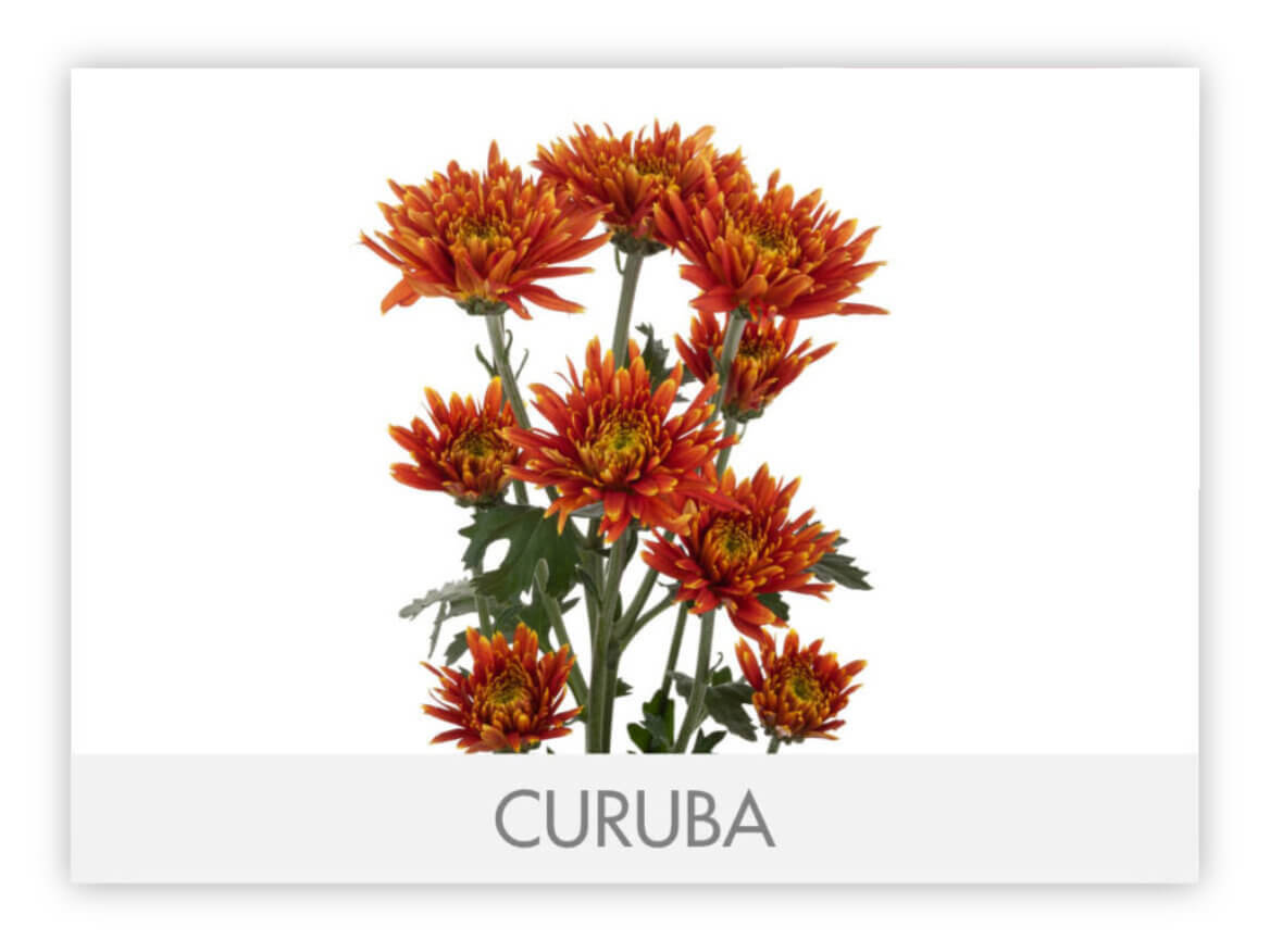 Pompon Novelty – Florexpo Catalog