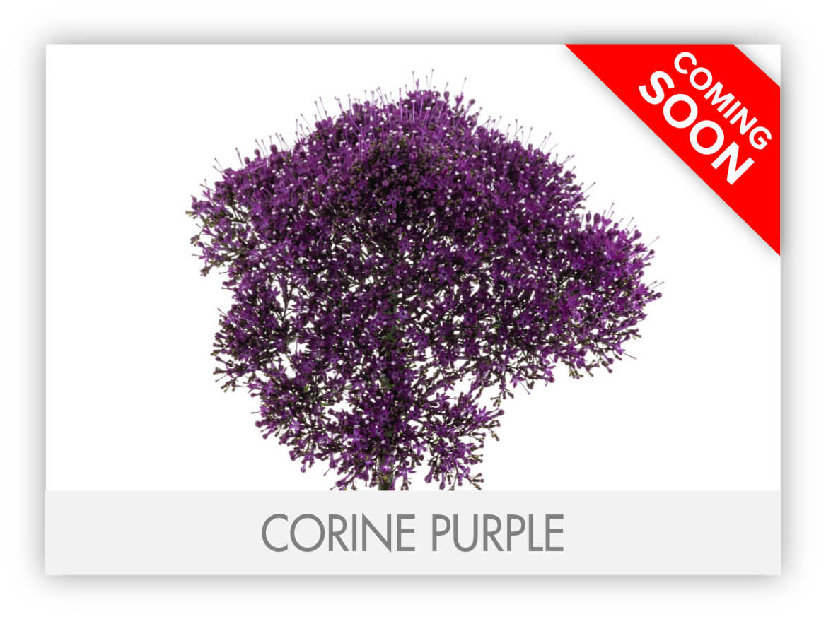 Trachelium Gallery – Florexpo Catalog