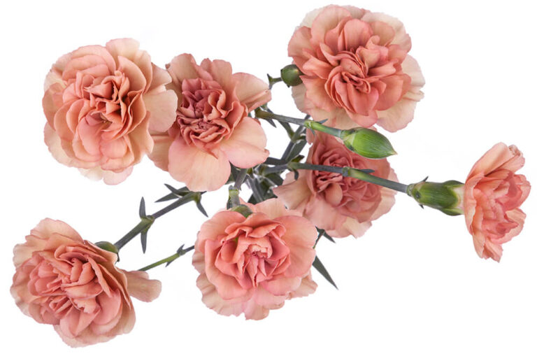 Mini Carnation Atacama – Florexpo Catalog