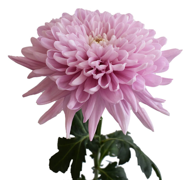 Cremon Primavera – Florexpo Catalog