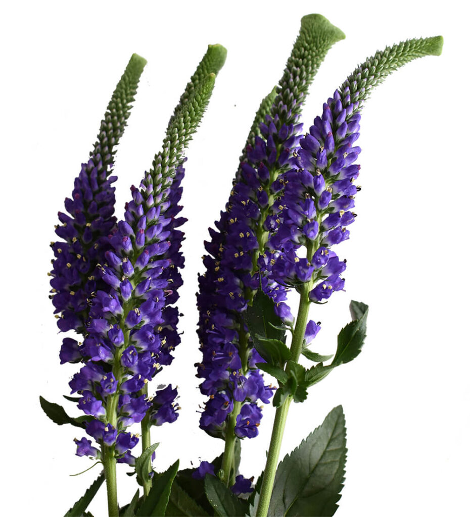 Veronica Spray Splash Blue – Florexpo Catalog
