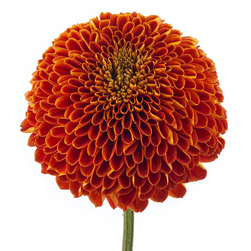 Mum Ball Cronos – Florexpo Catalog