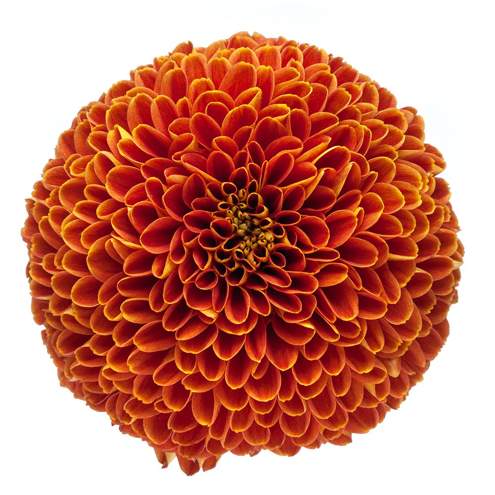 Mum Ball Cronos – Florexpo Catalog