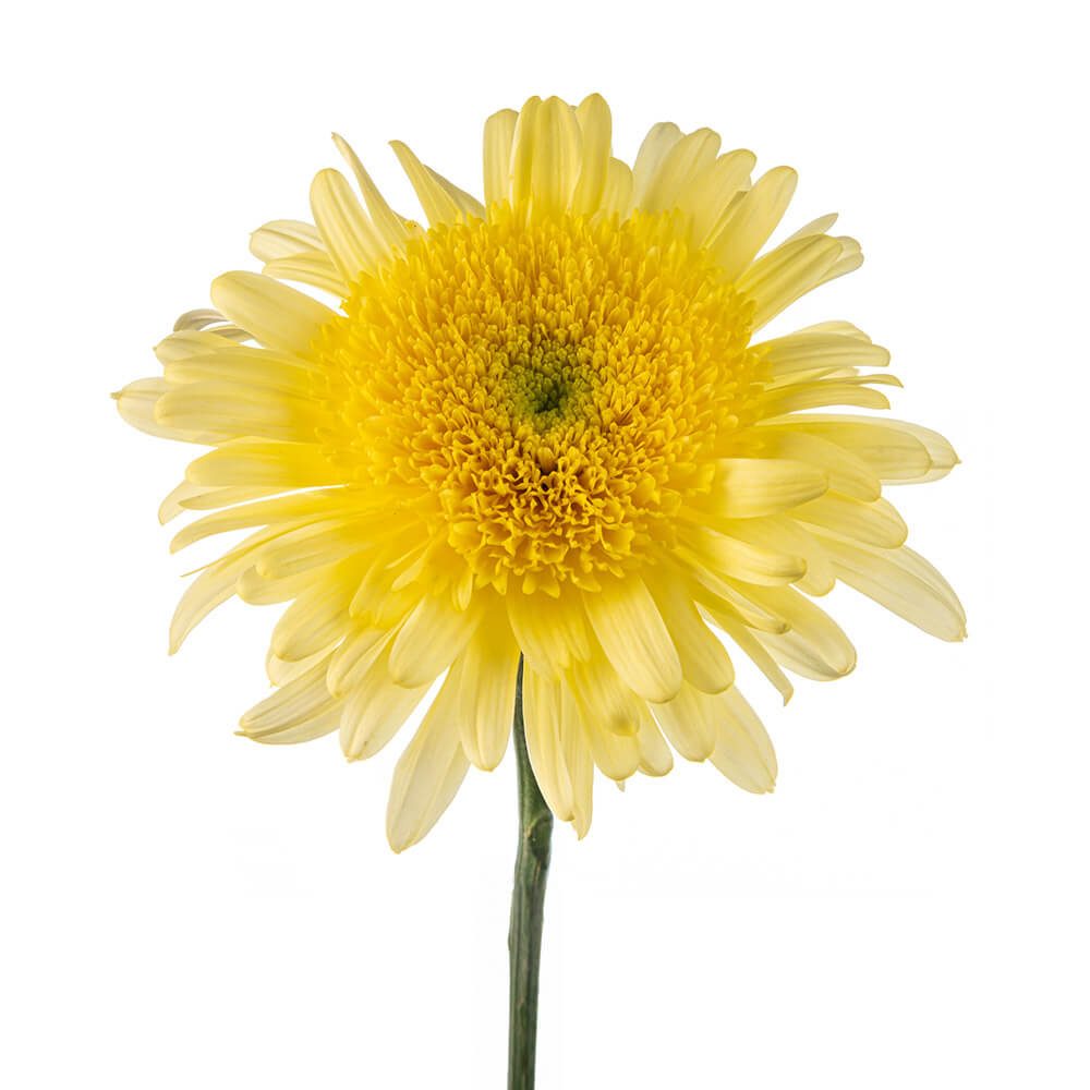 Cremon Yellow Eleonora – Florexpo Catalog