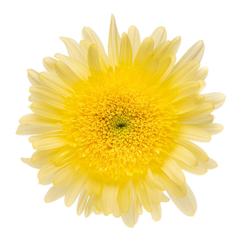 Cremon Yellow Eleonora – Florexpo Catalog